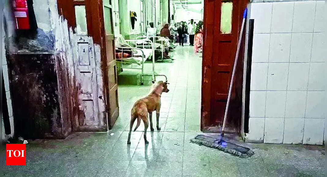 Stray Animals: Jamnagar Gg Hospital Is Also Shelter For Stray Animals ...