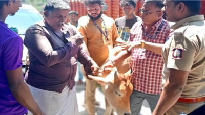 Cow hits six in Triplicane; Chennai Corporation files police complaint ...