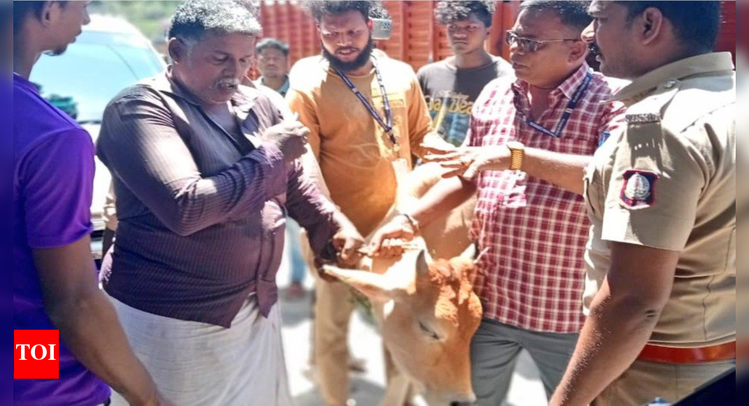 Cow hits six in Triplicane; Chennai Corporation files police complaint ...
