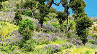 Rung: Rung community set to celebrate Kandali festival marking historic ...