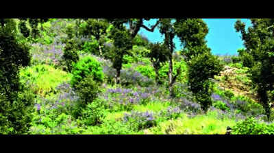 Rung Community: Rung Community Set To Celebrate Kandali Festival ...