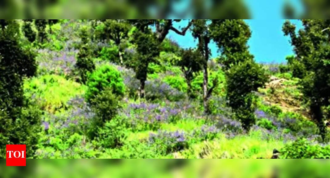 Rung Community: Rung Community Set To Celebrate Kandali Festival ...