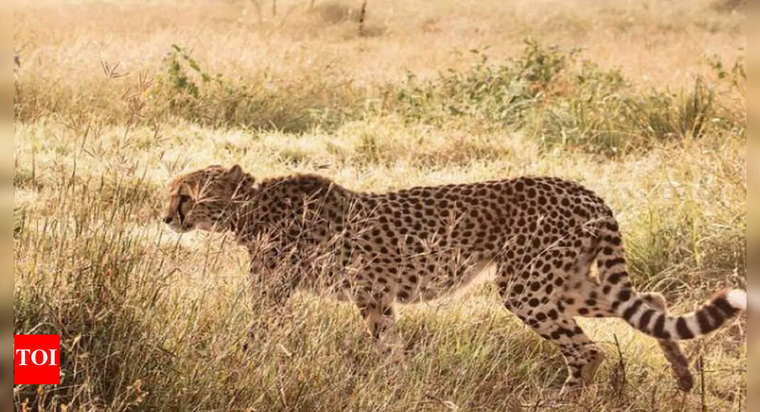 Cheetah Project on right path to becoming successful: Govt report ...