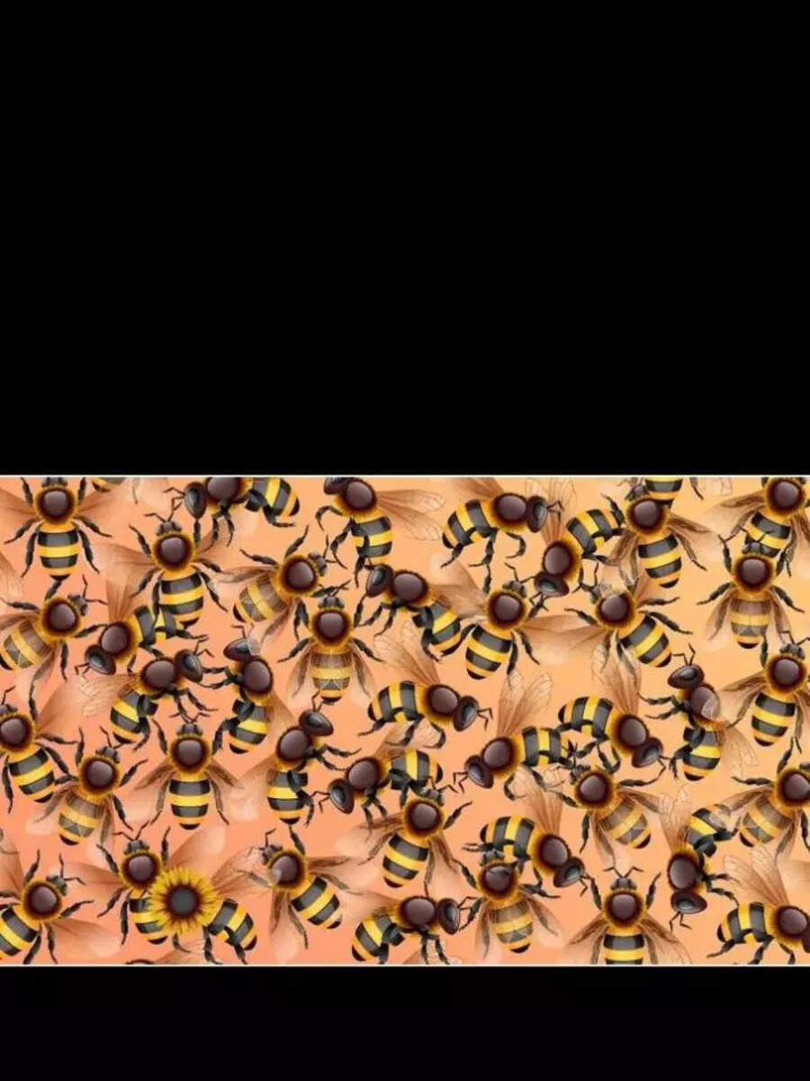 Optical Illusion Test: Can You Spot the Sunflower Hidden Among Bees In ...