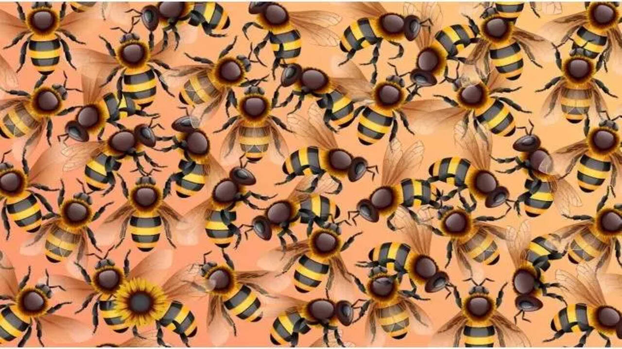 Optical Illusion: Only 1 percent of viewers can spot a sunflower among ...