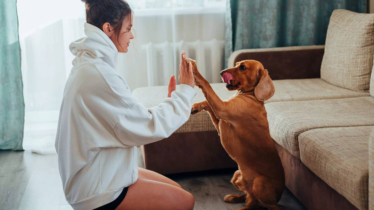 Understanding Your Dog's Behavior: 6 Potential Causes Of Avoidance And ...