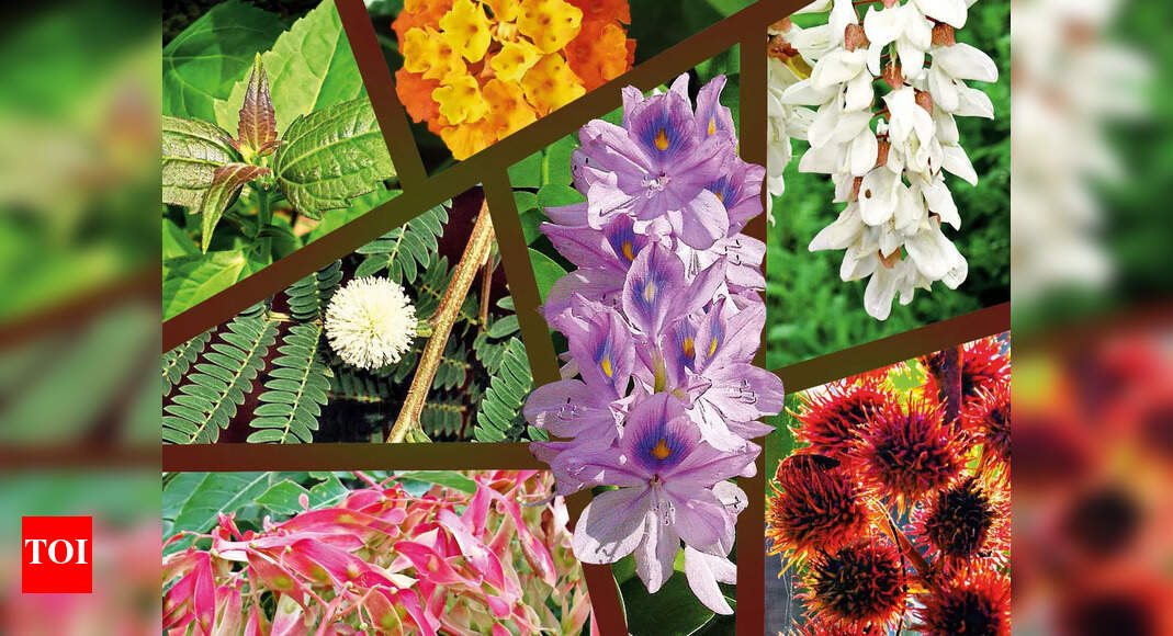 Invasive Alien Species India: Which are the seven plants destroying ...