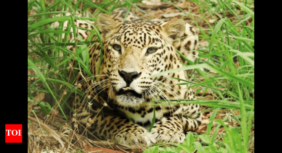Bangalore News: Feline virus kills 7 leopard cubs in 10 days at ...
