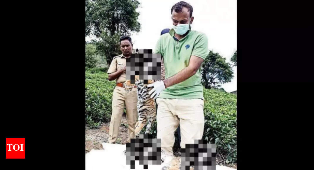 Four tiger cubs starve to death in Tamil Nadu reserve | Coimbatore News ...