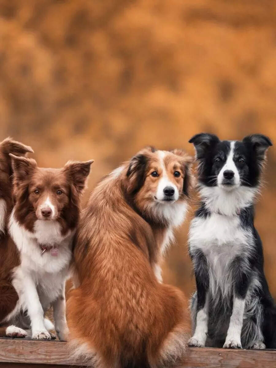 From Kartik Aaryan's Katori to Hrithik Roshan's Zane: Meet the adorable ...