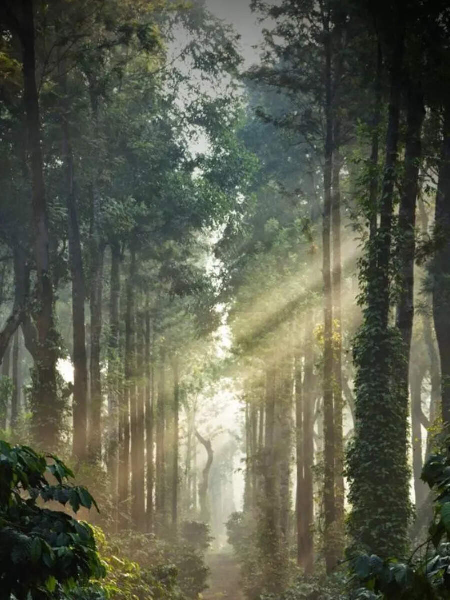 You Must Visit These Picture-Perfect Hill Stations in India This Fall ...