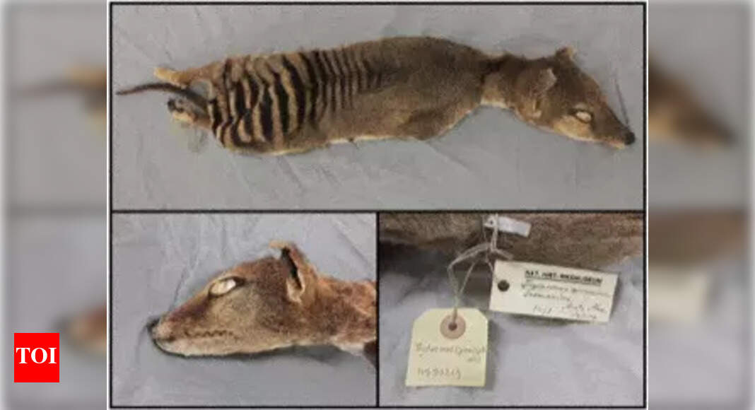 Resurrecting the Tasmanian Tiger using RNA sequencing can help bring ...