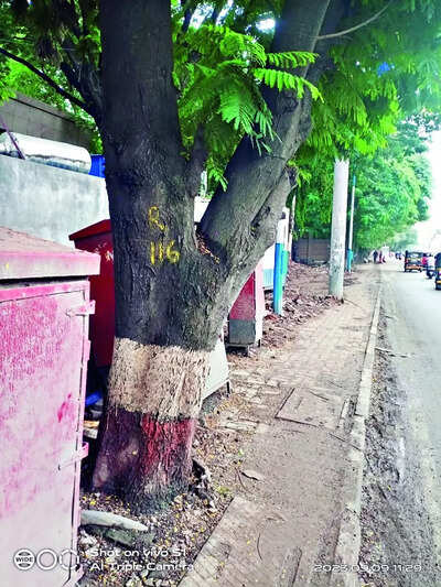 2. Citizen Objection: Citizens Object To Pmc’s Plan To Fell 105 Trees ...