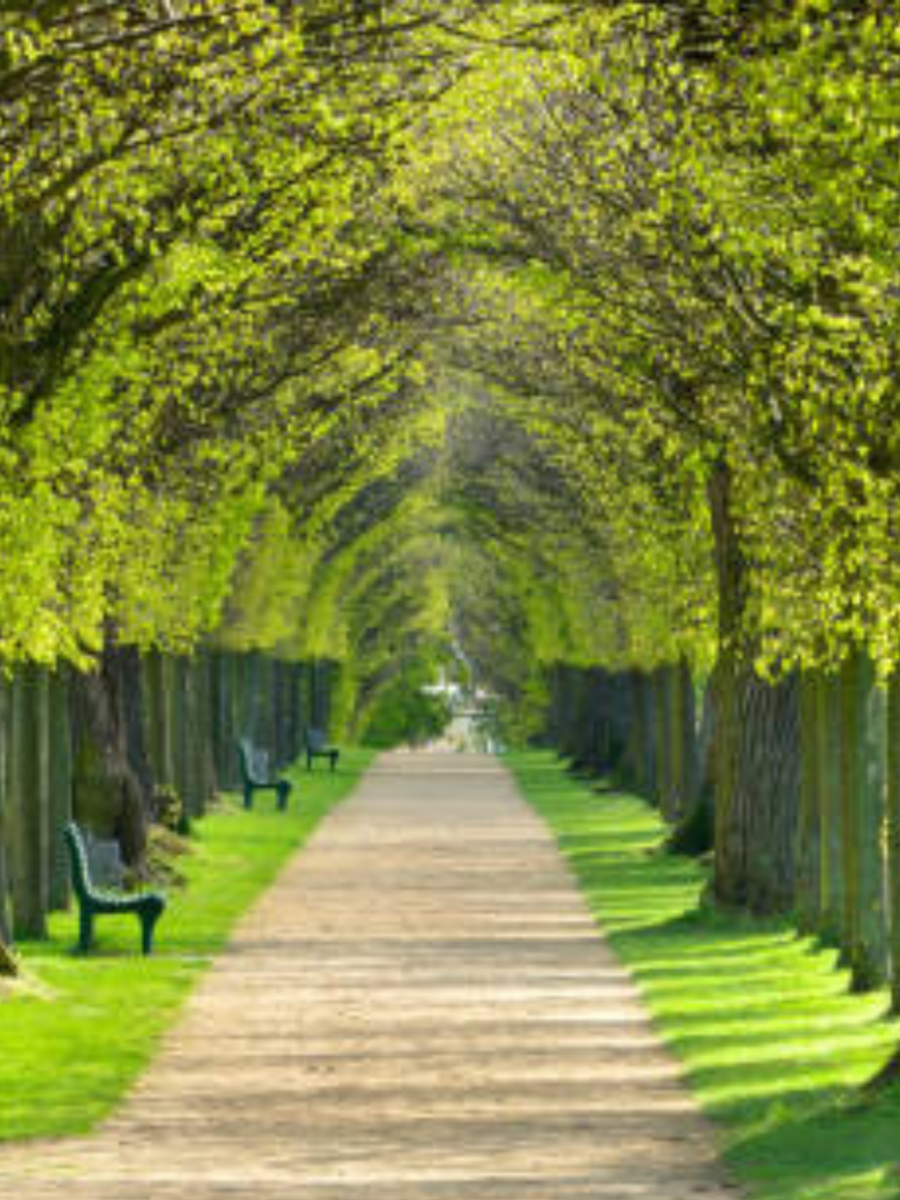 Five Most Expensive Trees In India Green Giants Shaping The Landscape