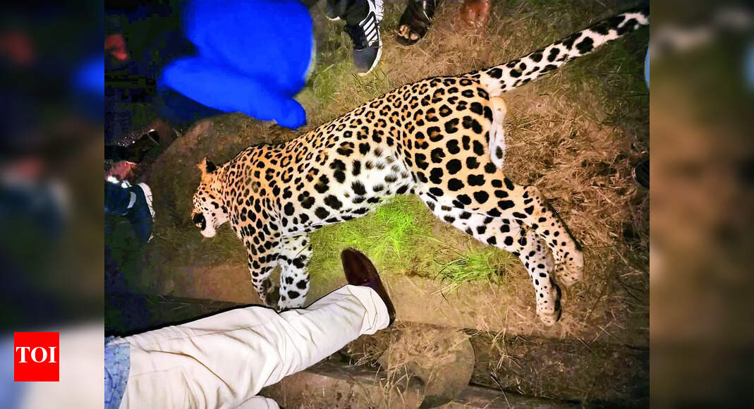 Leopard: Leopard Dies In Accident At Mohadari Ghat Of Sinnar | Nashik News - Times of India