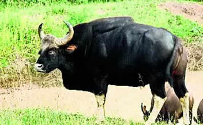 Gaur Attack: Two Injured In Gaur Attack In Ajara Village Of Kolhapur ...