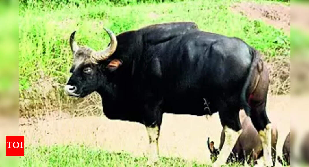 Gaur Attack: Two Injured In Gaur Attack In Ajara Village Of Kolhapur ...
