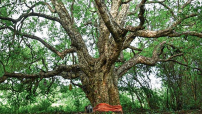 100 years to grow a forest, 25 to strip it bare | Chennai News - Times ...