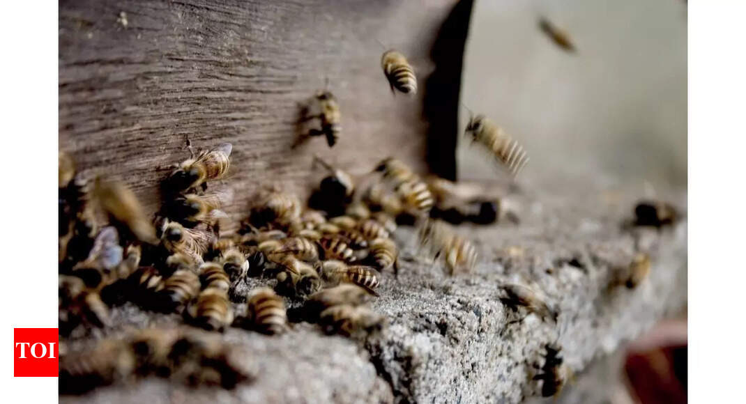 Bee Attack: 59-year-old man dies in a bee attack at his own home