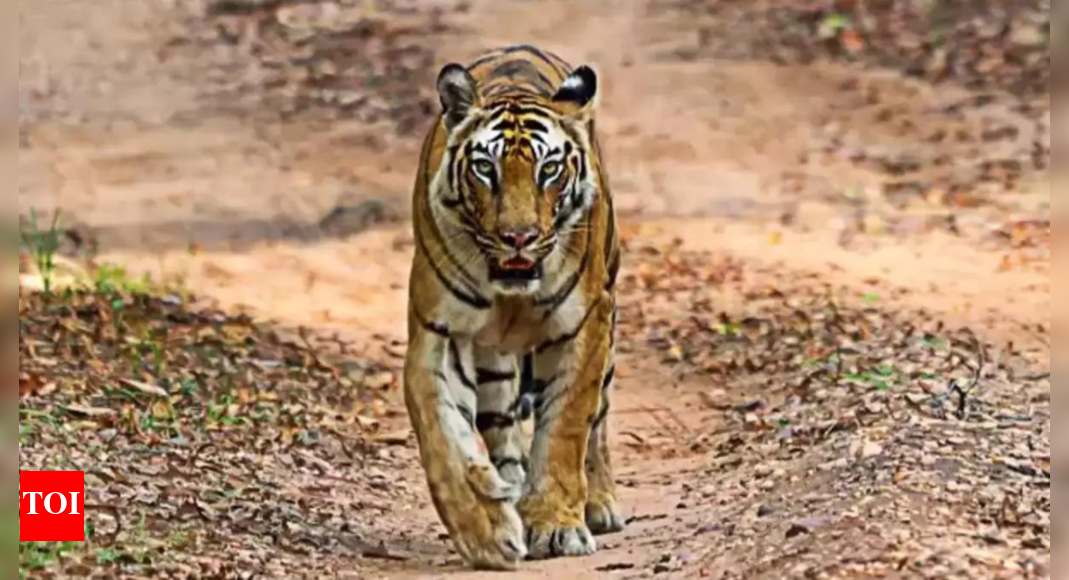Madhya Pradesh notifies 'Veerangana Durgavati Tiger Reserve' as its 7th ...
