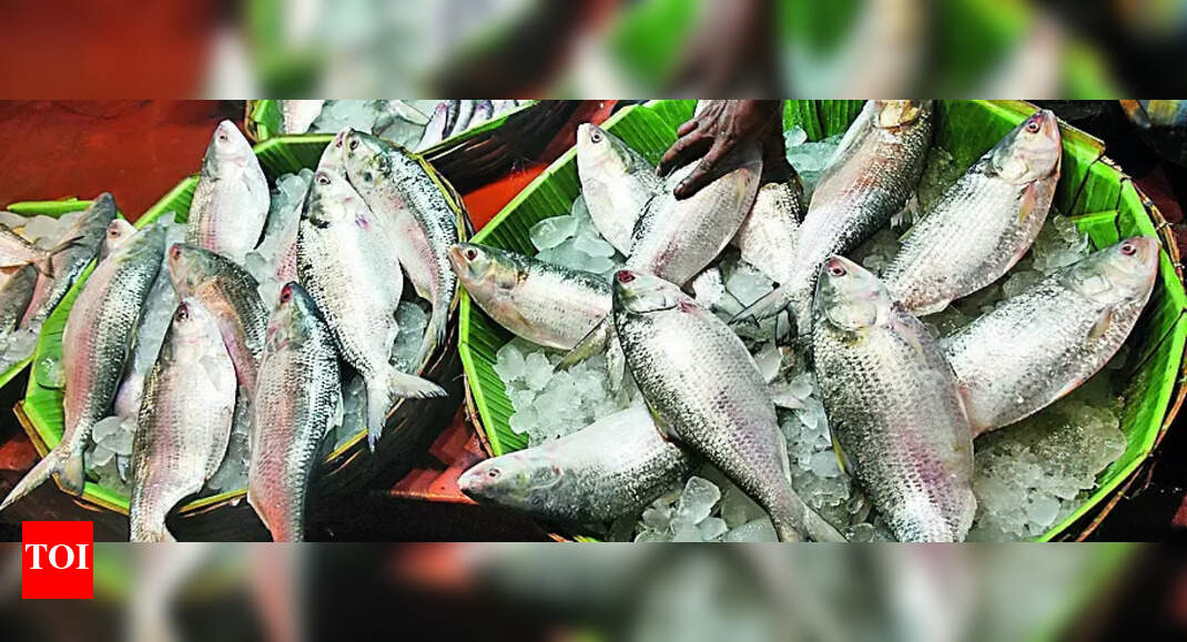 Hilsa Fish: Tripura To Import 150 Mt Hilsa From B’desh In Festive ...