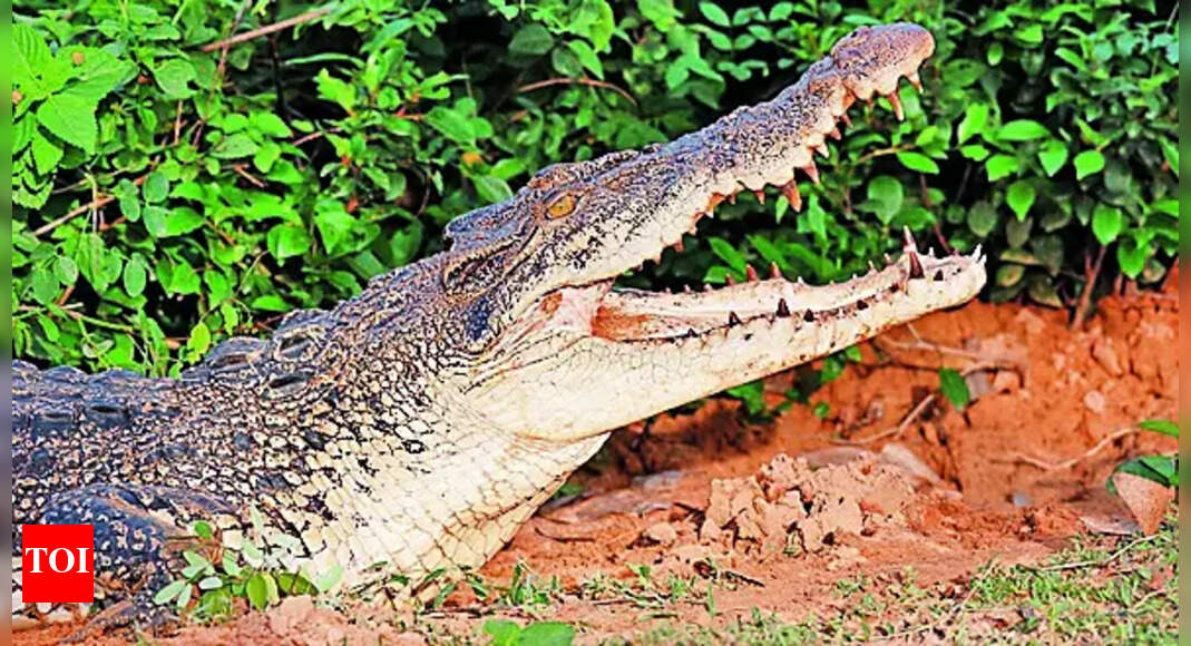 Crocodile, Victim, Bhitarkanika, Kendrapada, Attack, Rajpur Village ...