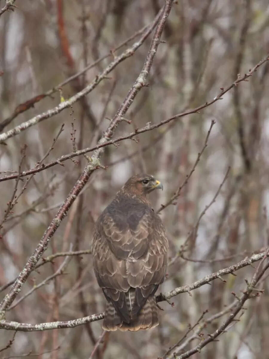 Mother Of All Optical Illusions: 8 Times Camouflage Hid Animals In ...