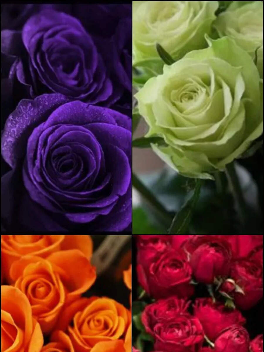 Meaning Behind Different Colours of Roses | Times Now