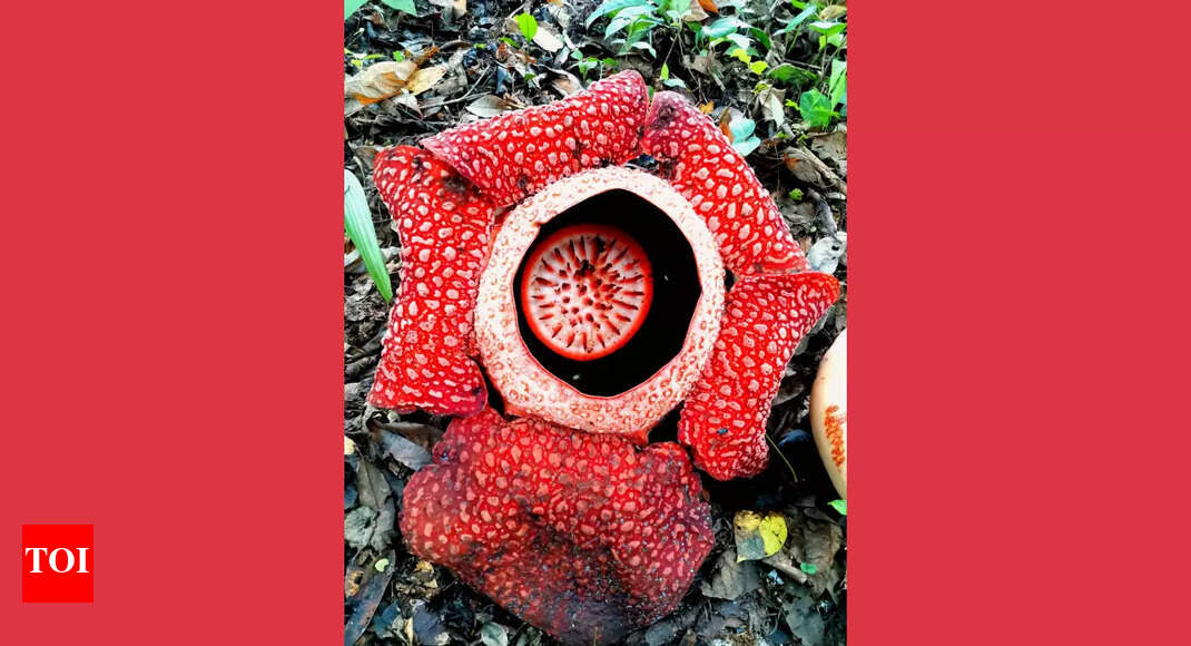 World's largest flower may be extinct soon: See how it looks like ...