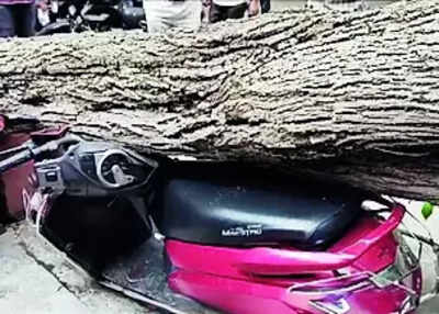 Tree Crushes: Huge Uprooted Tree Crushes Scooter | Hyderabad News ...