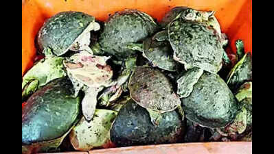 North 24 Parganas: Kolkata, N 24 Pgns Key Transit Points Of Tortoise ...