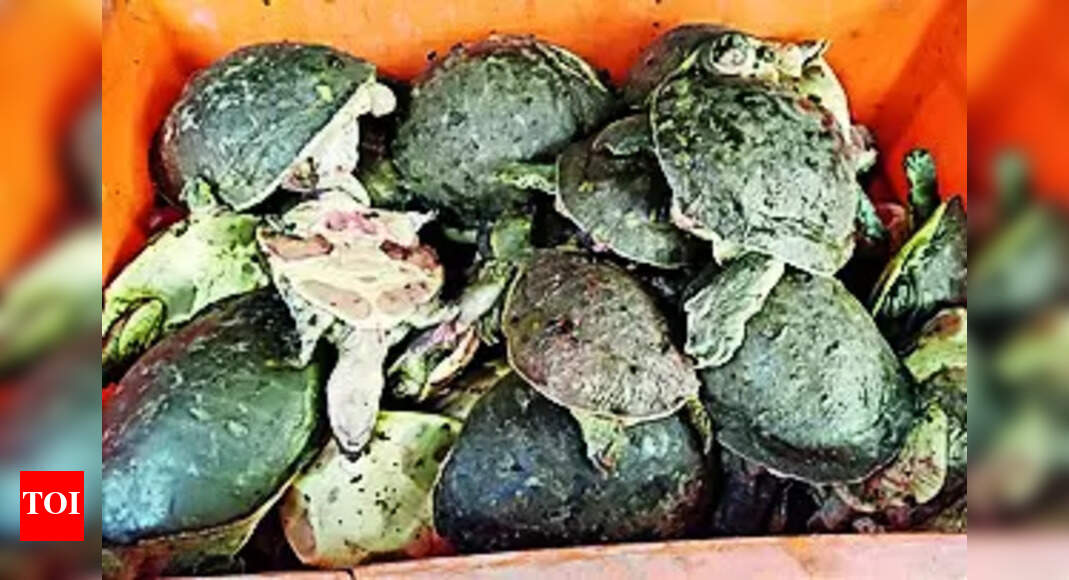 North 24 Parganas: Kolkata, N 24 Pgns Key Transit Points Of Tortoise ...