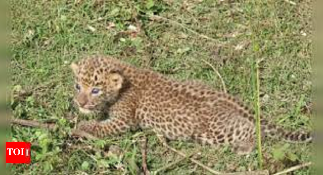 Starvation: Leopard Cub Dies Of Starvation | Navi Mumbai News - Times ...