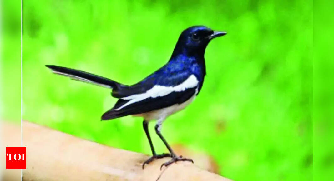 Singing Bird: Dayal Flies Past Tambat To Become ‘city Bird’ Of Sangli ...