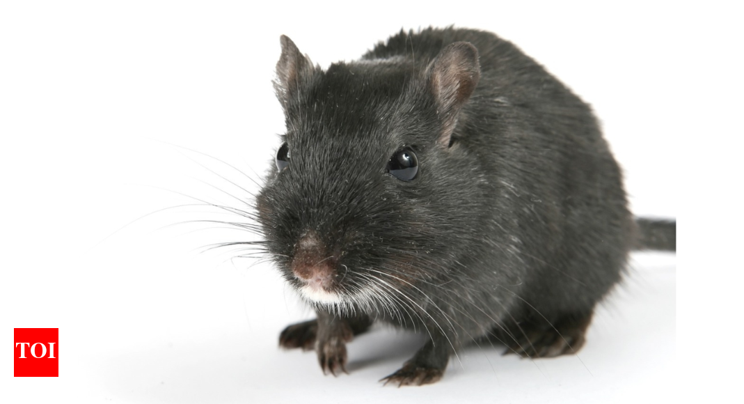 Maharashtra Government: Glue Traps Used To Kill Rats Banned By State ...