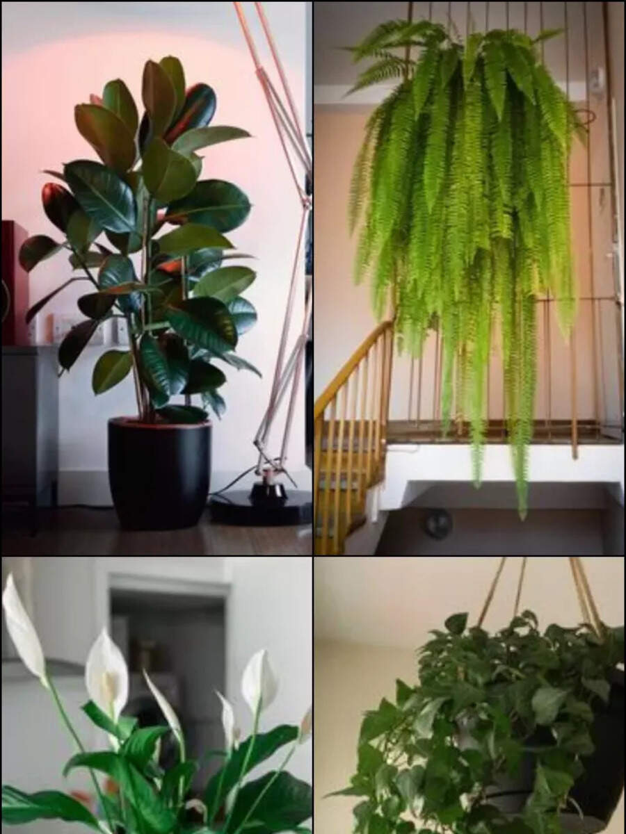 Plants That Absorb Moisture Indoors | Times Now