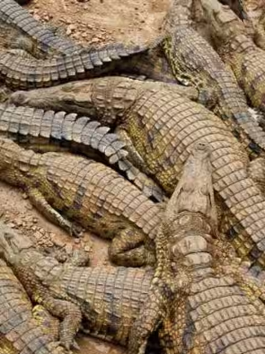7 Predators That Hunt Crocodiles | Times Now