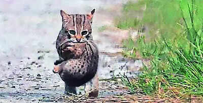 Rusty-Spotted Cat: Rare Rusty-spotted Cat Seen In Keoladeo | Jaipur ...