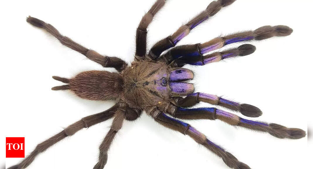 Electric Blue Species: Mesmerizing electric blue tarantula species ...