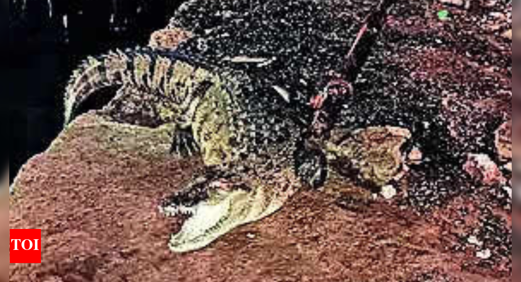 Crocodile in Hyderabad: Crocodile spotted in Khairatabad, sparks panic ...