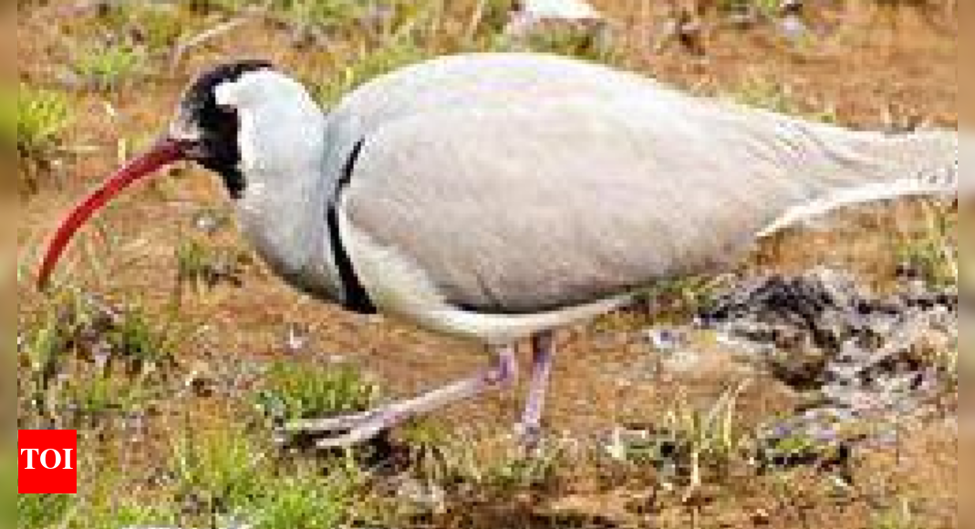 Gangotri landscape home to 203 bird, 86 butterfly species: Survey ...