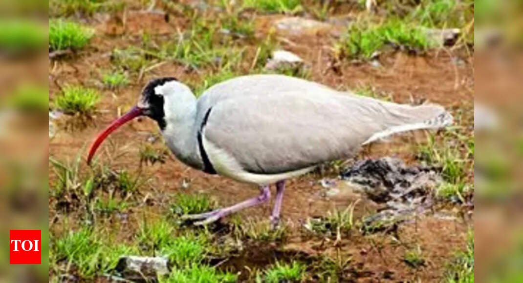 Nature-Based Tourism: Gangotri Landscape Home To 203 Bird, 86 Butterfly ...