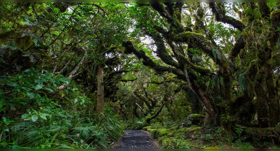 New Zealand's Goblin Forest is an enchanted forest of different kind ...