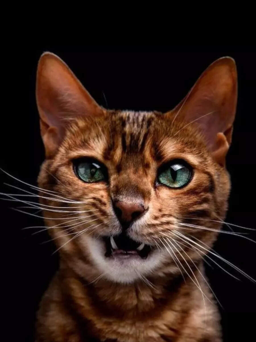 9 Cats That Look Like Tigers | Times Now