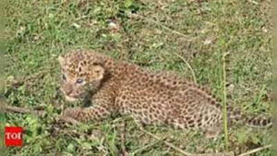 World Cup: Leopard Cub Found Dead On Nh 74 In Bijnor | Meerut News ...