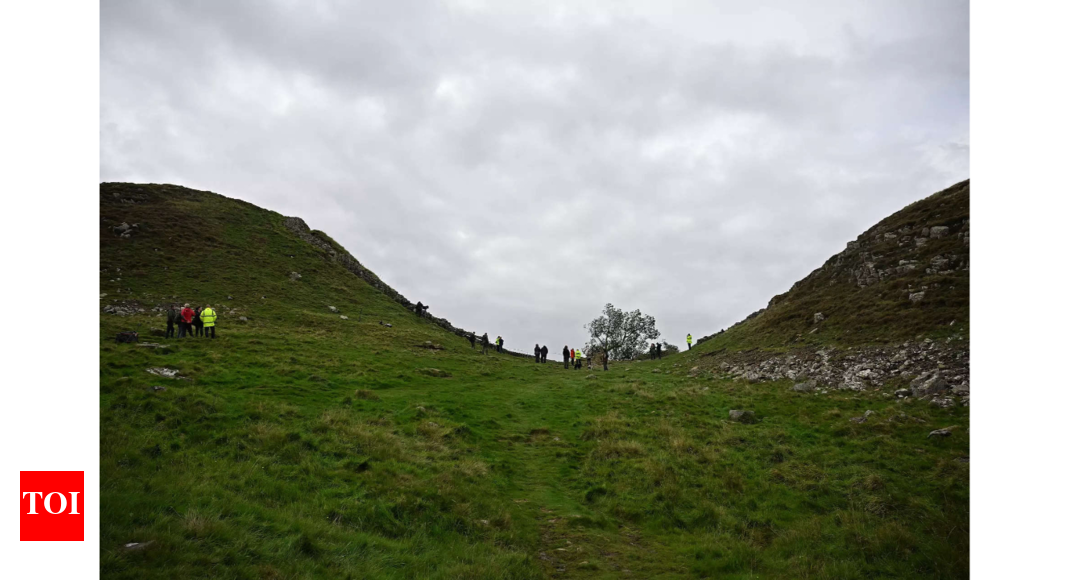 A famous Sycamore Gap tree, featured in many Hollywood movies, chopped ...