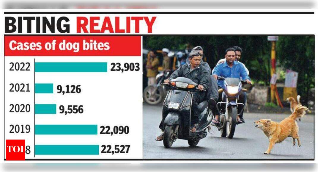 One to two road accidents daily due to stray dogs: CM | Goa News ...