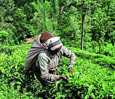Tea Industry: Goyal Hails Small Tea Growers For Contribution To ...
