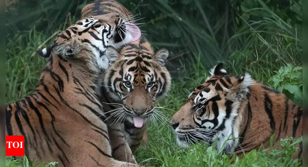 Ntca: 146 tigers dead in 9 months, highest in last 11 years: NTCA ...