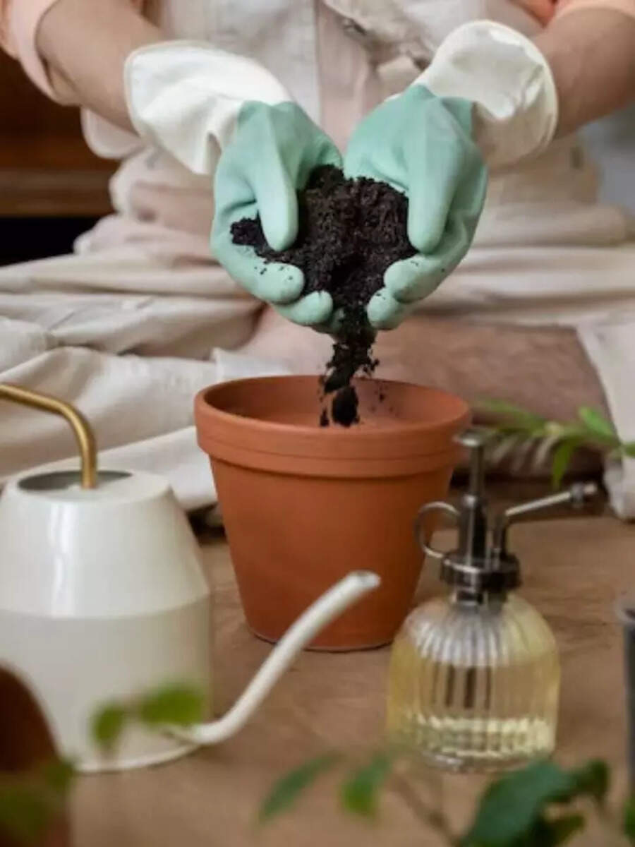 Protect Your Garden With These Homemade Insecticides | Zoom TV